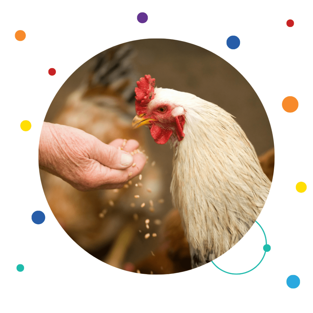 Animal Nutrition - Azelis | Vogler